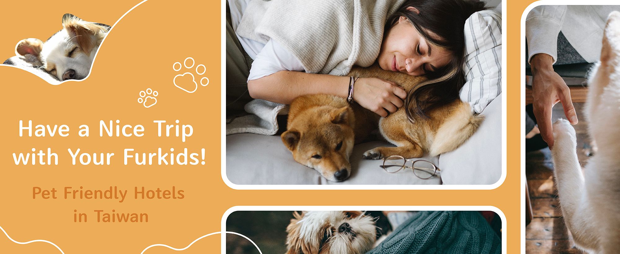 Bring your furry friend along for some fun adventures! 🐾 | OwlJourney ...